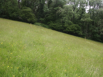 Wilder Woodah | Devon Wildlife Trust