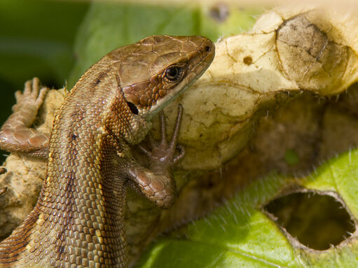 Wolborough Fen | Devon Wildlife Trust