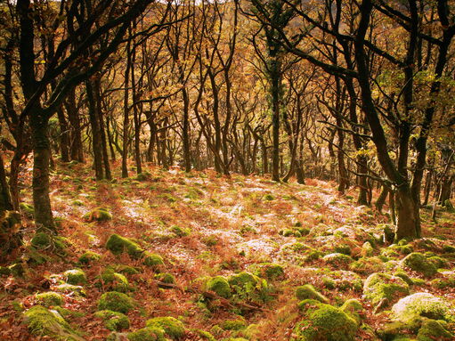 Dart Valley | Devon Wildlife Trust