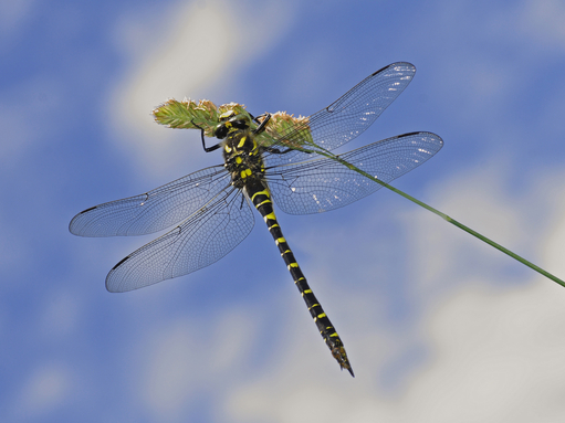 Meeth Quarry Nature Reserve | Devon Wildlife Trust