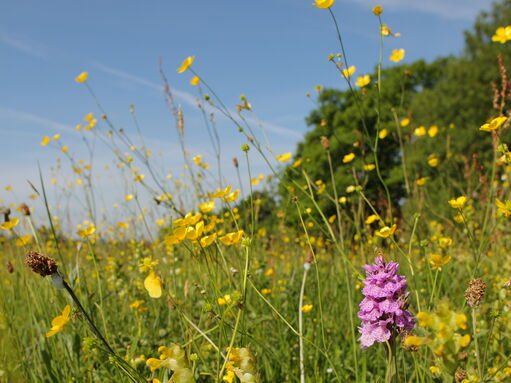 Meshaw Moor | Devon Wildlife Trust