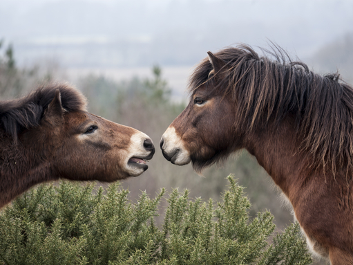 Meeth Quarry Nature Reserve | Devon Wildlife Trust