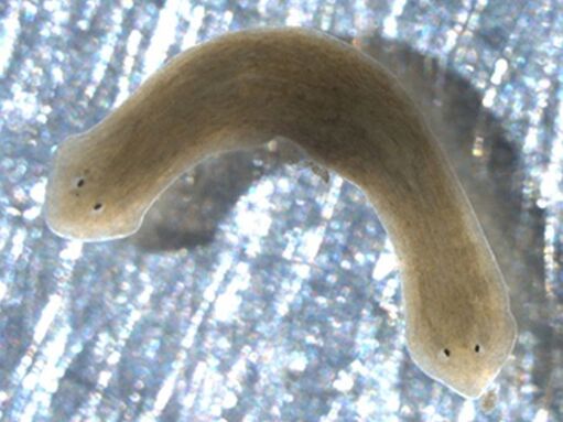 Planaria | Devon Wildlife Trust