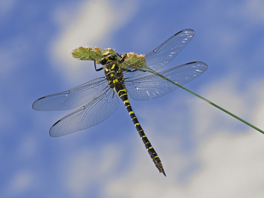 Meeth Quarry Nature Reserve | Devon Wildlife Trust