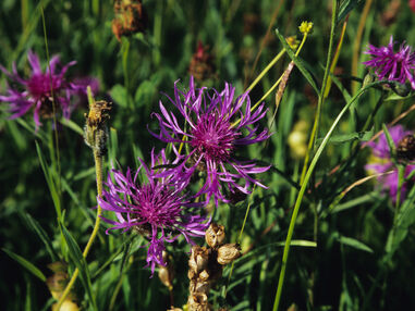 Meshaw Moor | Devon Wildlife Trust