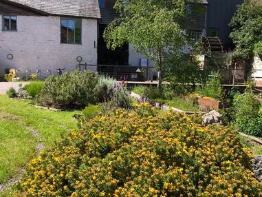 Cricklepit Mill Wildlife Garden | Devon Wildlife Trust