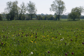 Upland acid grassland and rush pasture | Devon Wildlife Trust
