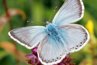 Butterflies | Devon Wildlife Trust