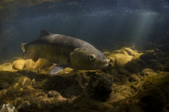Freshwater fish | Devon Wildlife Trust