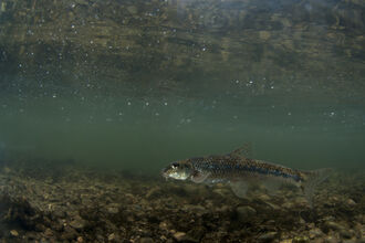 Freshwater fish | Devon Wildlife Trust