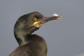 Seabirds | Devon Wildlife Trust