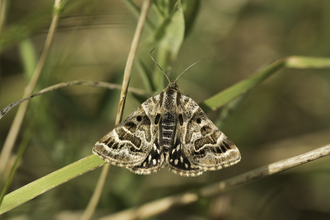 Moths | Devon Wildlife Trust