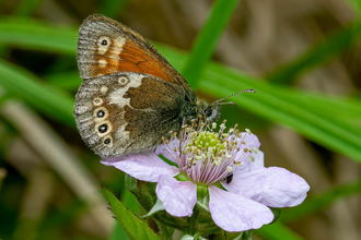 Butterflies | Devon Wildlife Trust