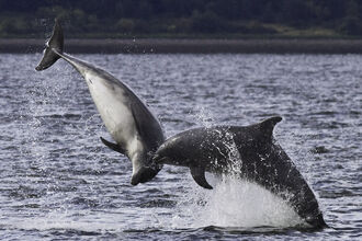 Campaign, volunteer, donate | Devon Wildlife Trust