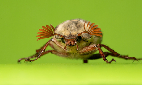 Action for Insects | Devon Wildlife Trust