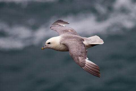 Seabirds | Devon Wildlife Trust