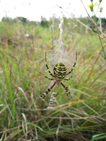 Wasp spider | Devon Wildlife Trust