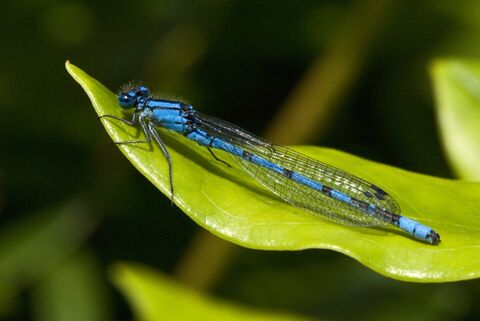 Common blue damselfly | Devon Wildlife Trust