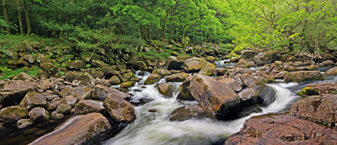 Dart Valley | Devon Wildlife Trust