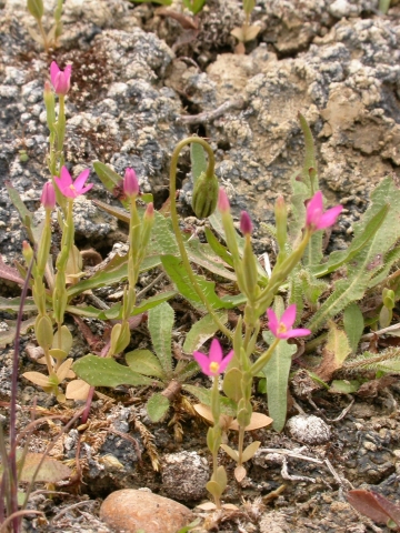Lesser centaury | Devon Wildlife Trust