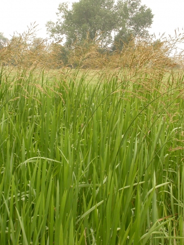 Reed sweet-grass | Devon Wildlife Trust