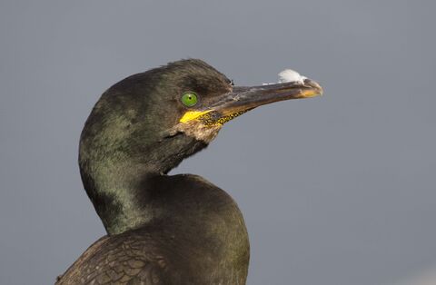 Shag | Devon Wildlife Trust
