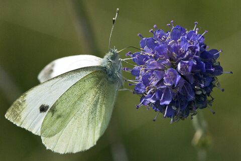 Small white | Devon Wildlife Trust