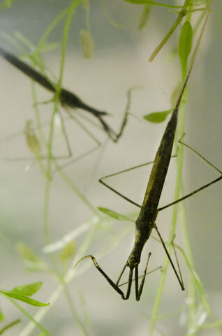 Water stick insect | Devon Wildlife Trust