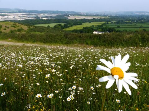 Teigngrace Meadow | Devon Wildlife Trust