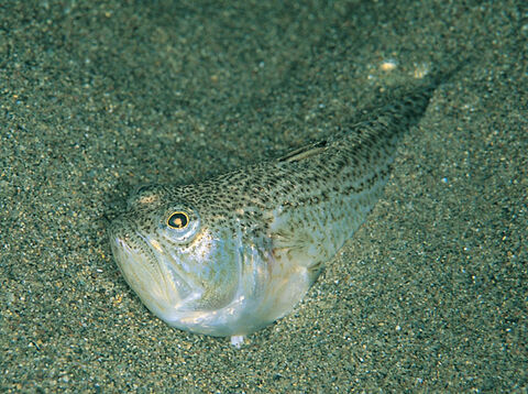Lesser weever fish | Devon Wildlife Trust