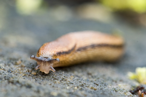Government bans harmful slug pellets! | Devon Wildlife Trust