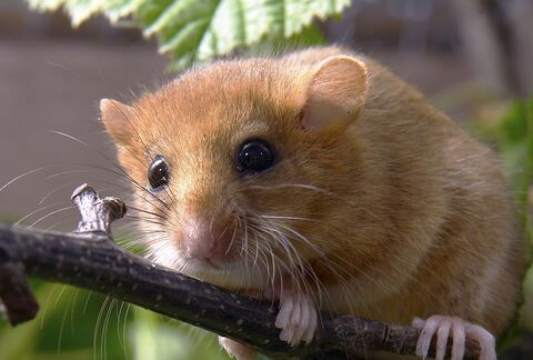 Devon Special Species | Devon Wildlife Trust