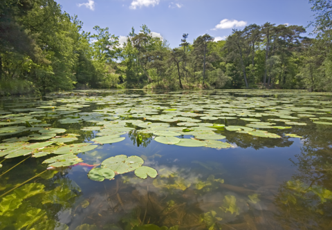 Events and filming on DWT nature reserves | Devon Wildlife Trust