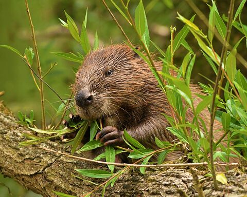 New legal protections edge England closer towards wild beaver return ...