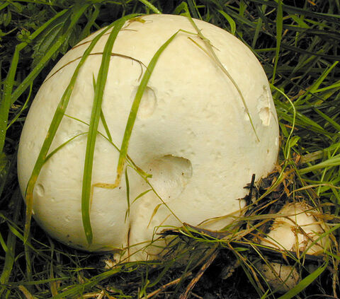 Giant puffball | Devon Wildlife Trust