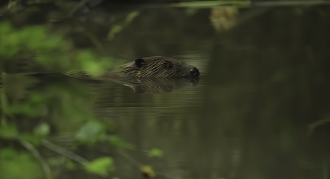 Free the beaver! New vision for beavers in England and Wales shows how ...