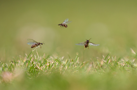 Fascinating flying ants | Devon Wildlife Trust