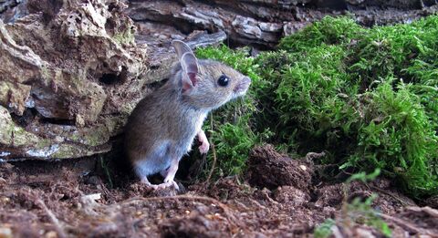 Wood mouse | Devon Wildlife Trust