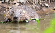 Wilder Future Wilder Devon | Devon Wildlife Trust