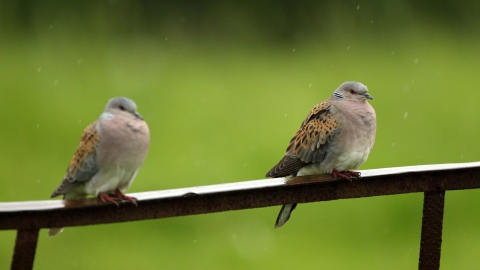 Turtle dove | Devon Wildlife Trust