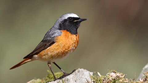 Redstart | Devon Wildlife Trust
