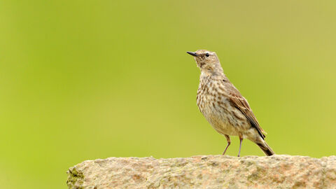 Rock pipit | Devon Wildlife Trust