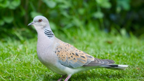 Turtle dove | Devon Wildlife Trust