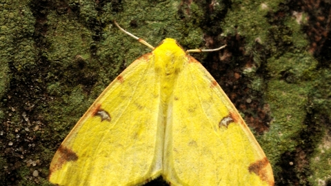 Brimstone moth | Devon Wildlife Trust