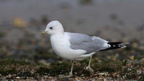 Common gull | Devon Wildlife Trust
