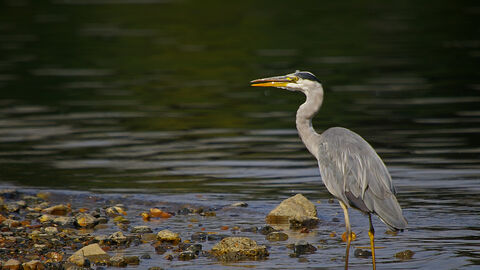 Grey heron | Devon Wildlife Trust