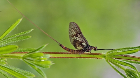 Common mayfly | Devon Wildlife Trust