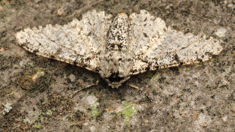 Peppered moth | Devon Wildlife Trust