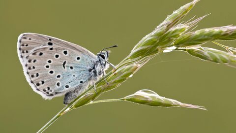 Large blue | Devon Wildlife Trust