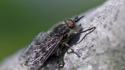 Notch-horned cleg-fly (horse fly) | Devon Wildlife Trust